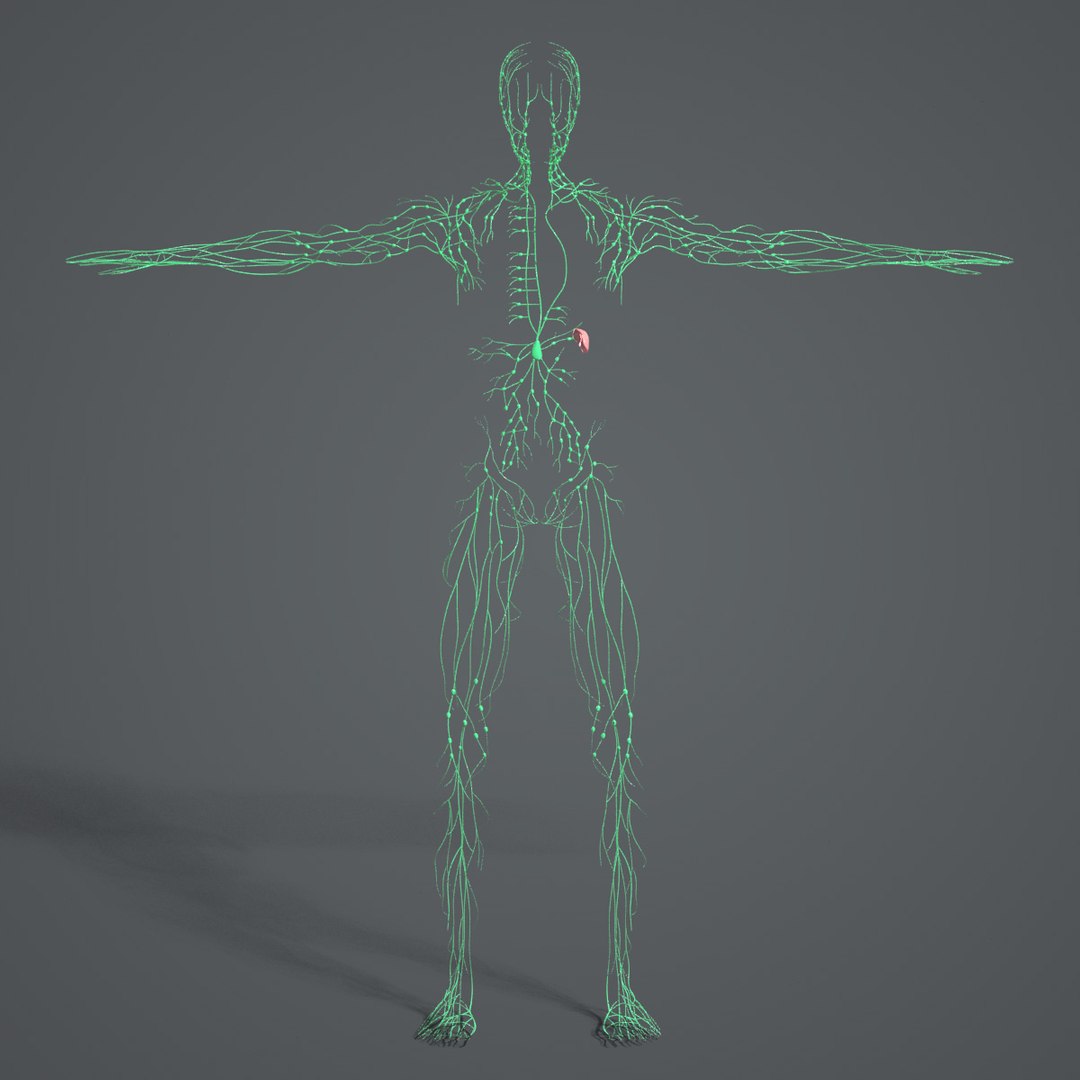 3d Model Medically Lymphatic Lymph