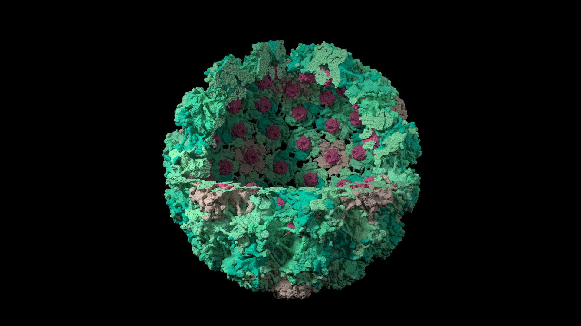 3D Humane Papillomavirus Type 16 With DNA Model - TurboSquid 2231705