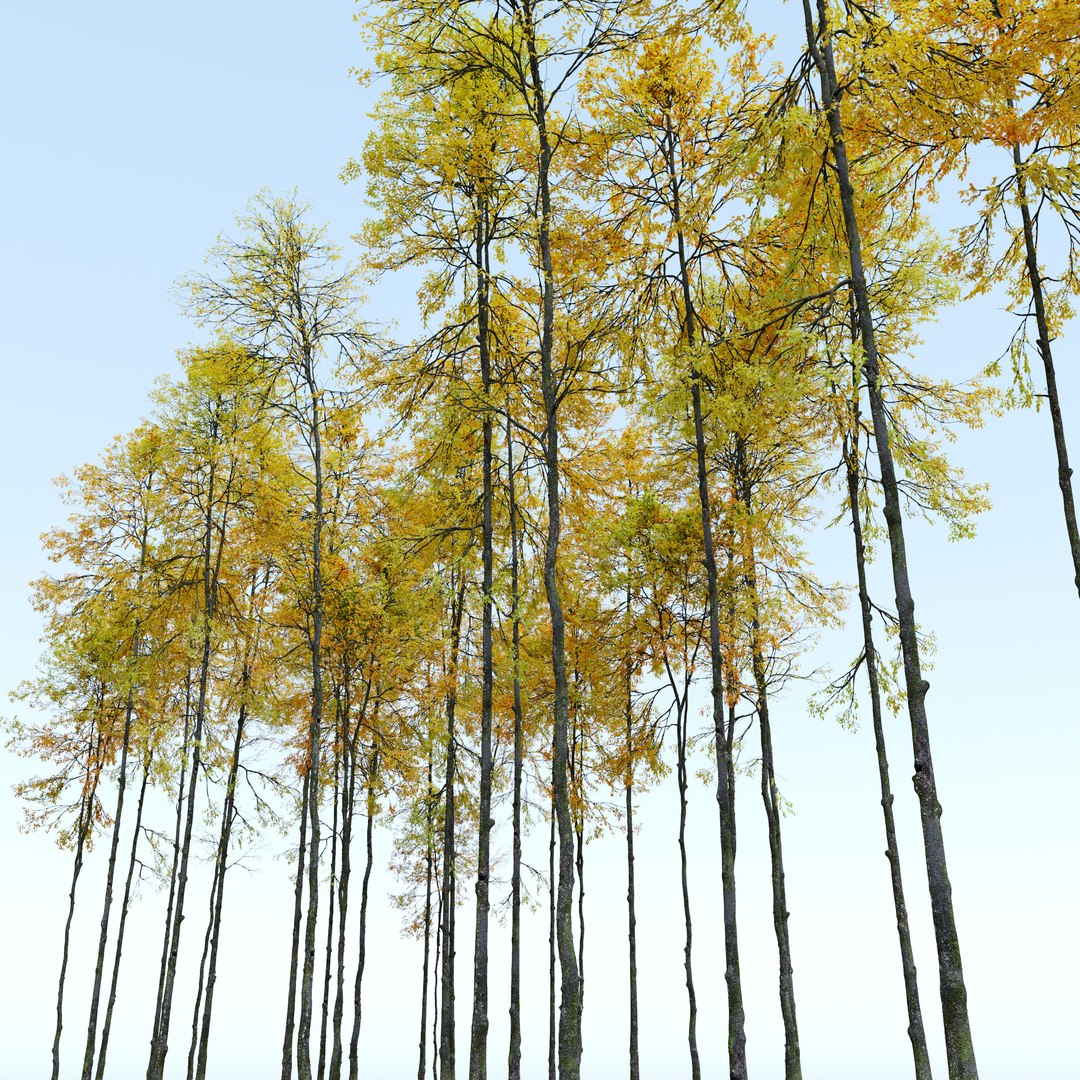 3D Autumn Forest Trees Model - TurboSquid 1970700