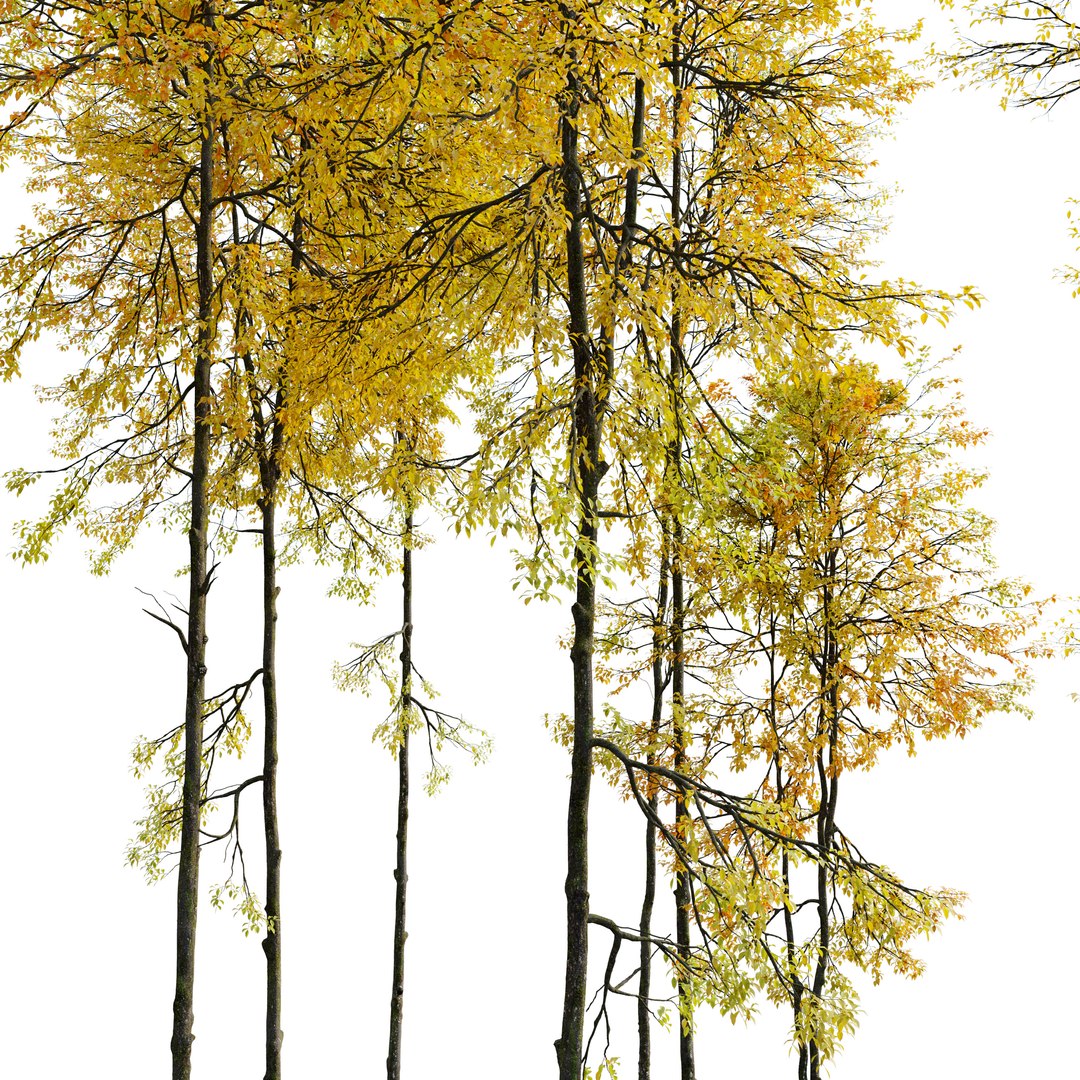 3D Autumn Forest Trees Model - TurboSquid 1970700