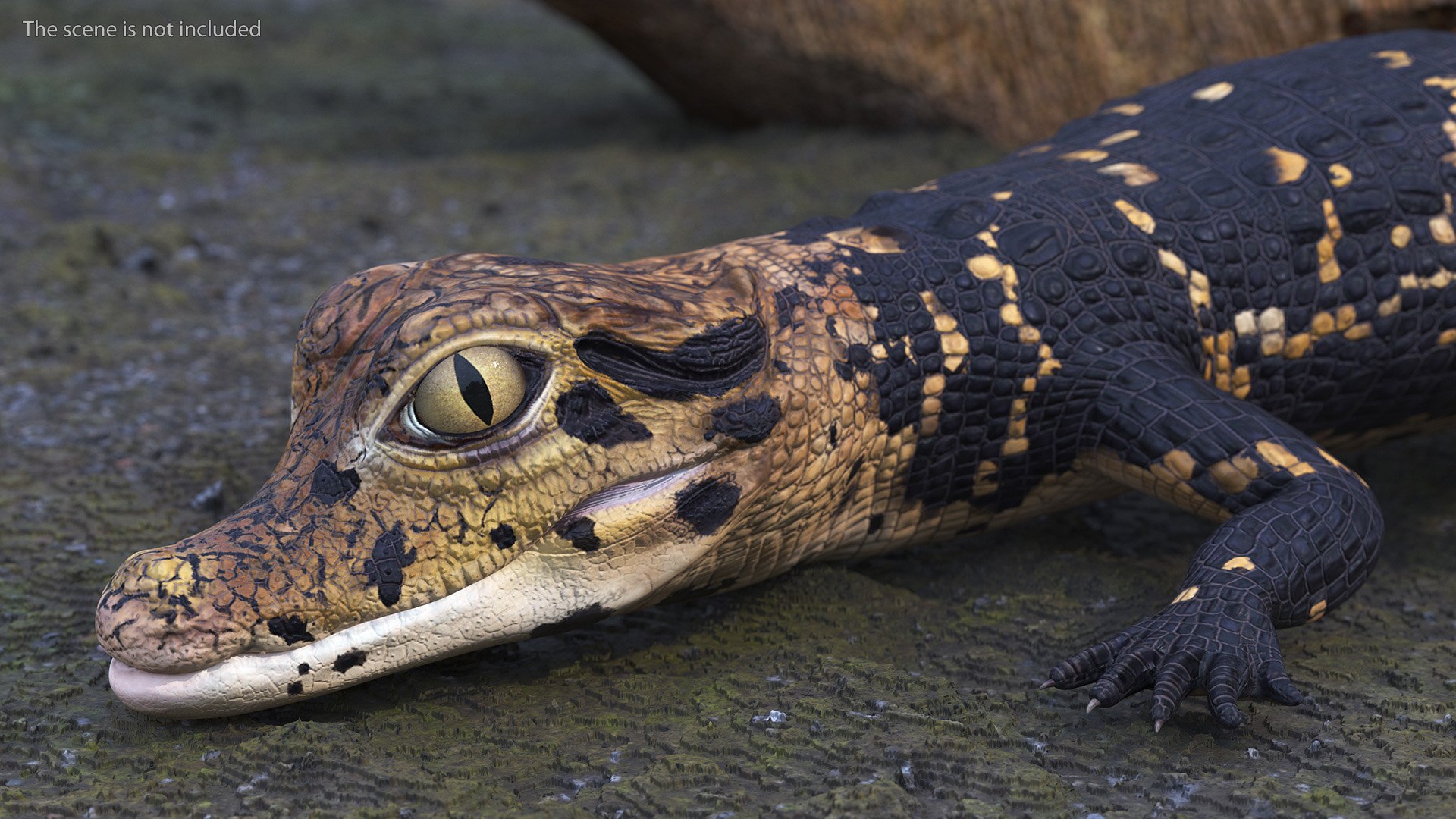 3D Black Caiman Baby Lying Model - TurboSquid 2214265