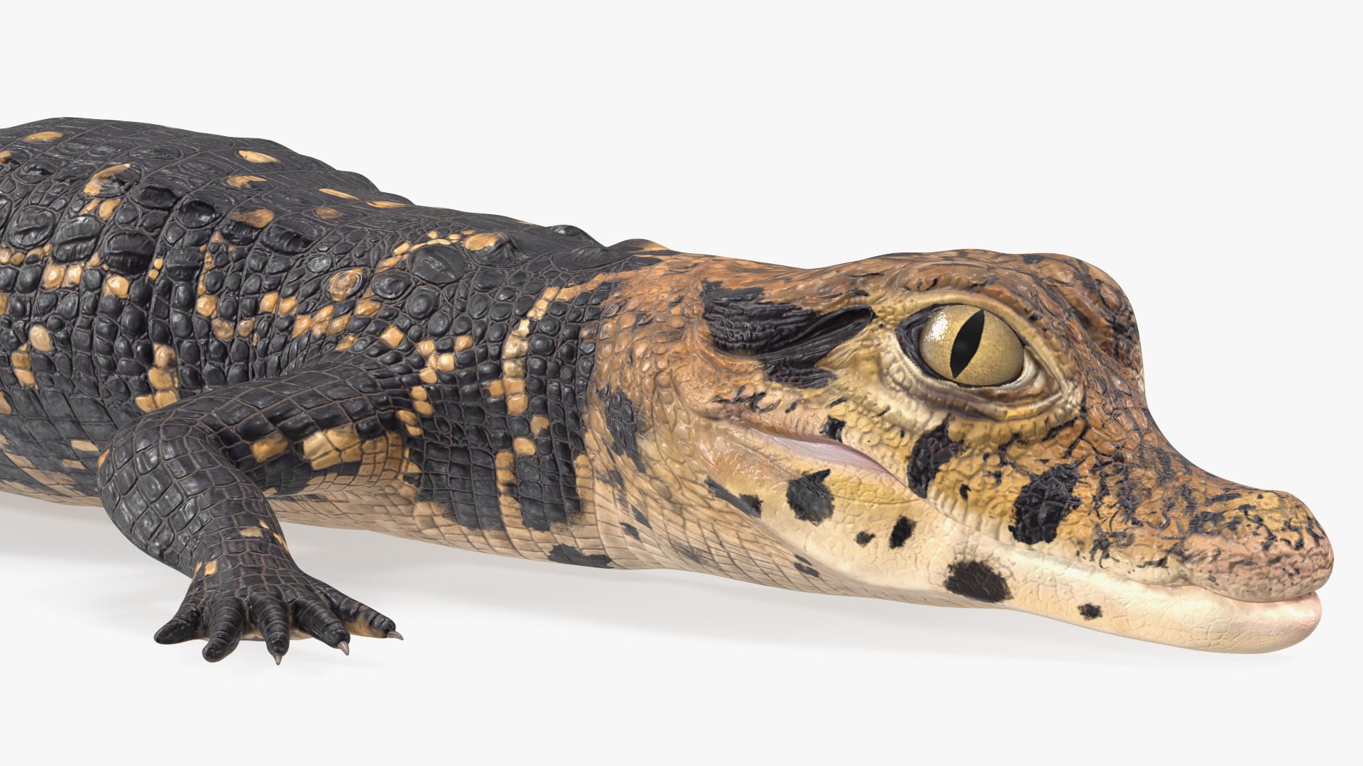 3D Black Caiman Baby Lying Model - TurboSquid 2214265