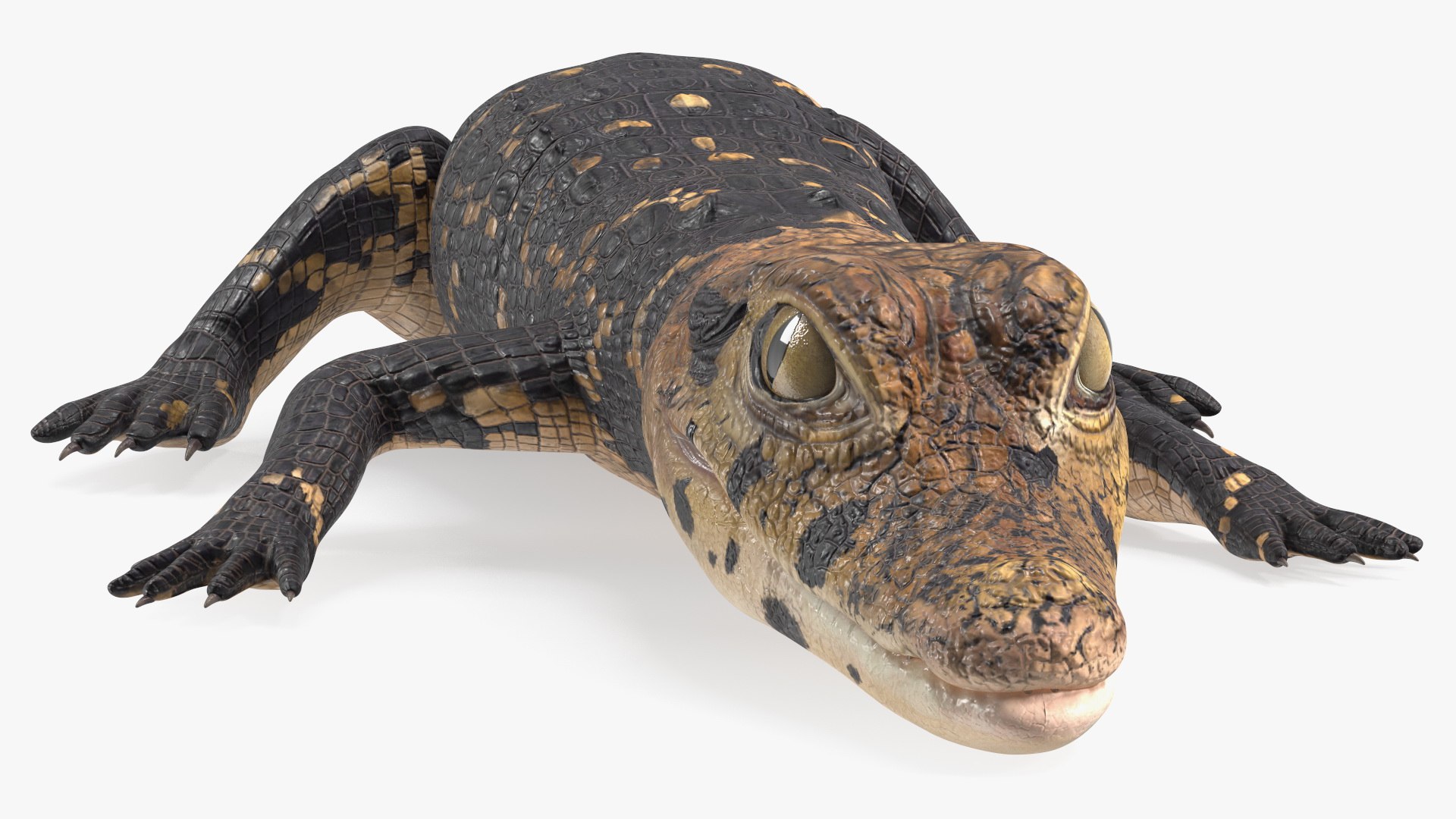 3D Black Caiman Baby Lying Model - TurboSquid 2214265