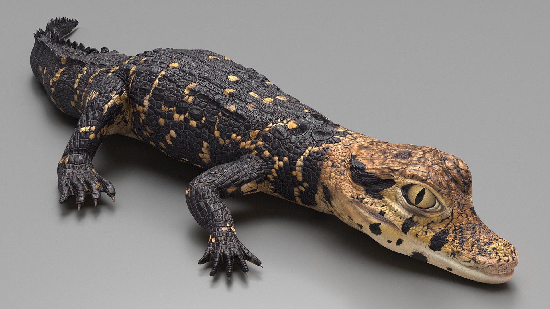 3D Black Caiman Baby Lying Model - TurboSquid 2214265