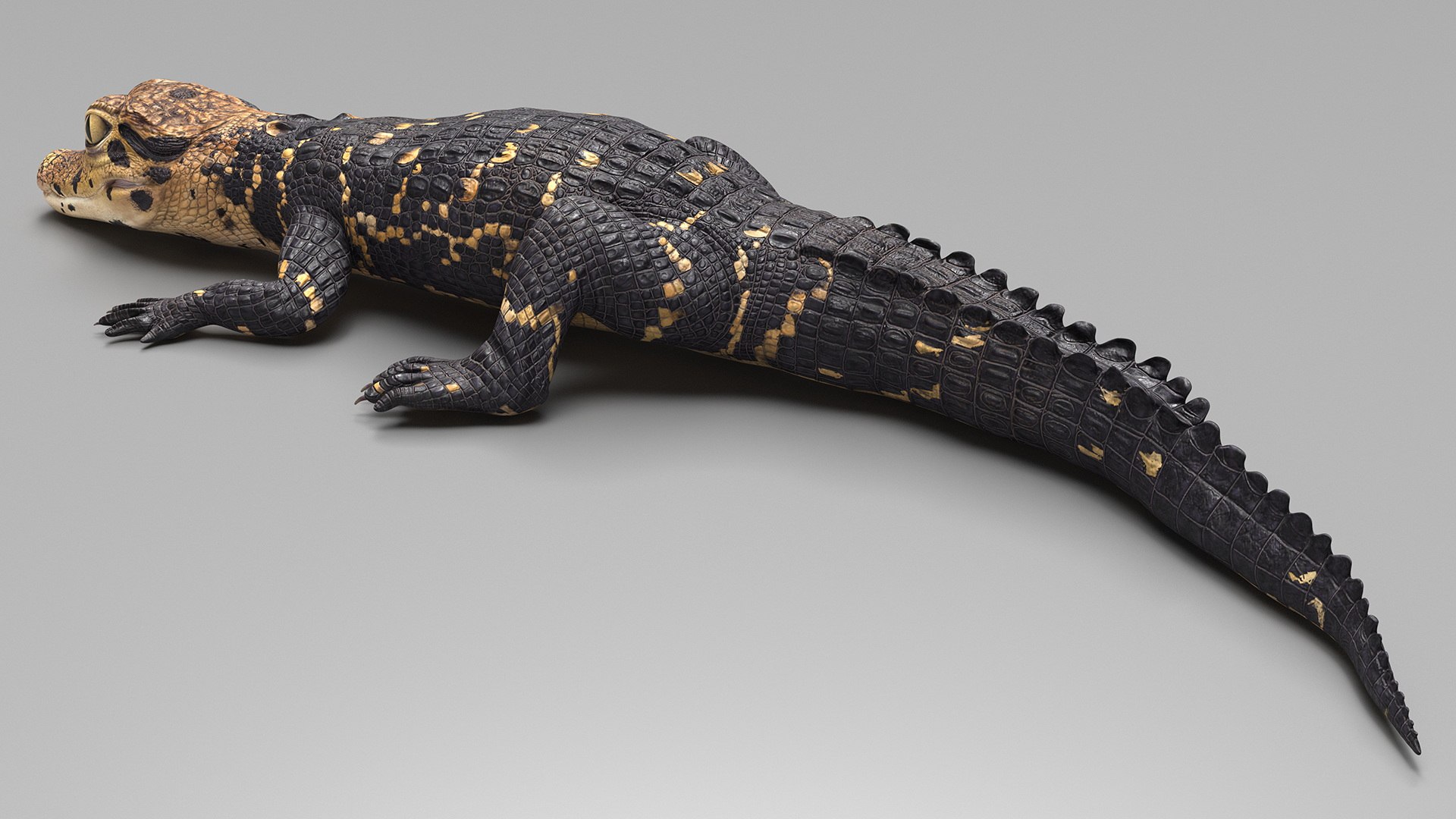 3D Black Caiman Baby Lying Model - TurboSquid 2214265