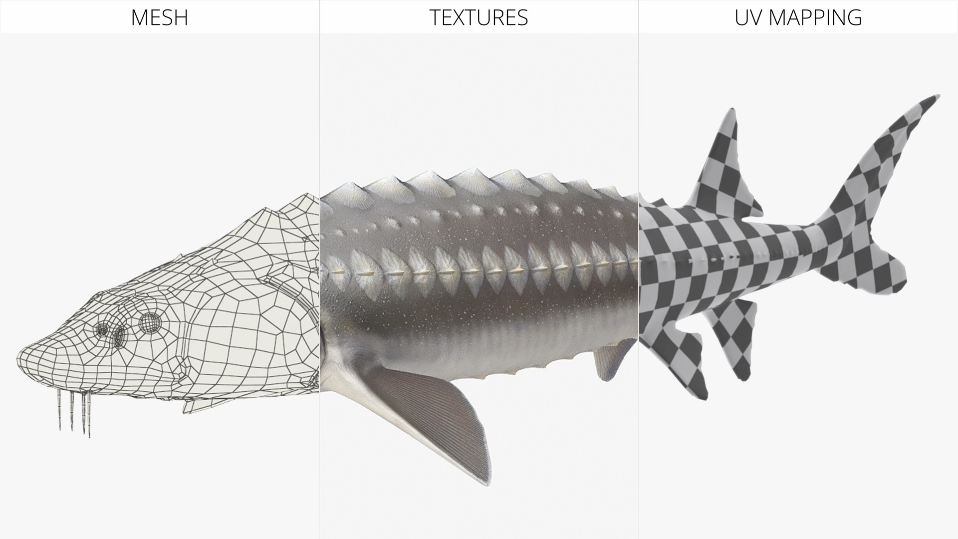 White Sturgeon Rigged For Maya 3D Model - TurboSquid 2467520