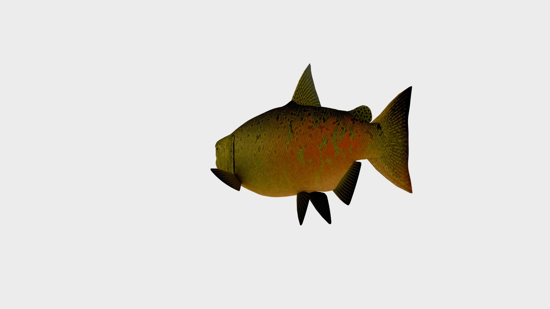 3D Model Chinook Salmon Fish 3D Model Low Poly - TurboSquid 2242551