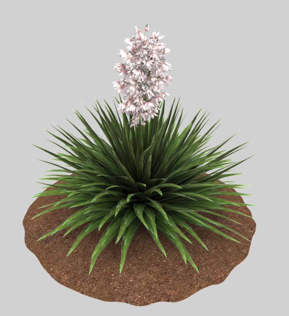 Plant Yucca Pink 3D Model - TurboSquid 1201376