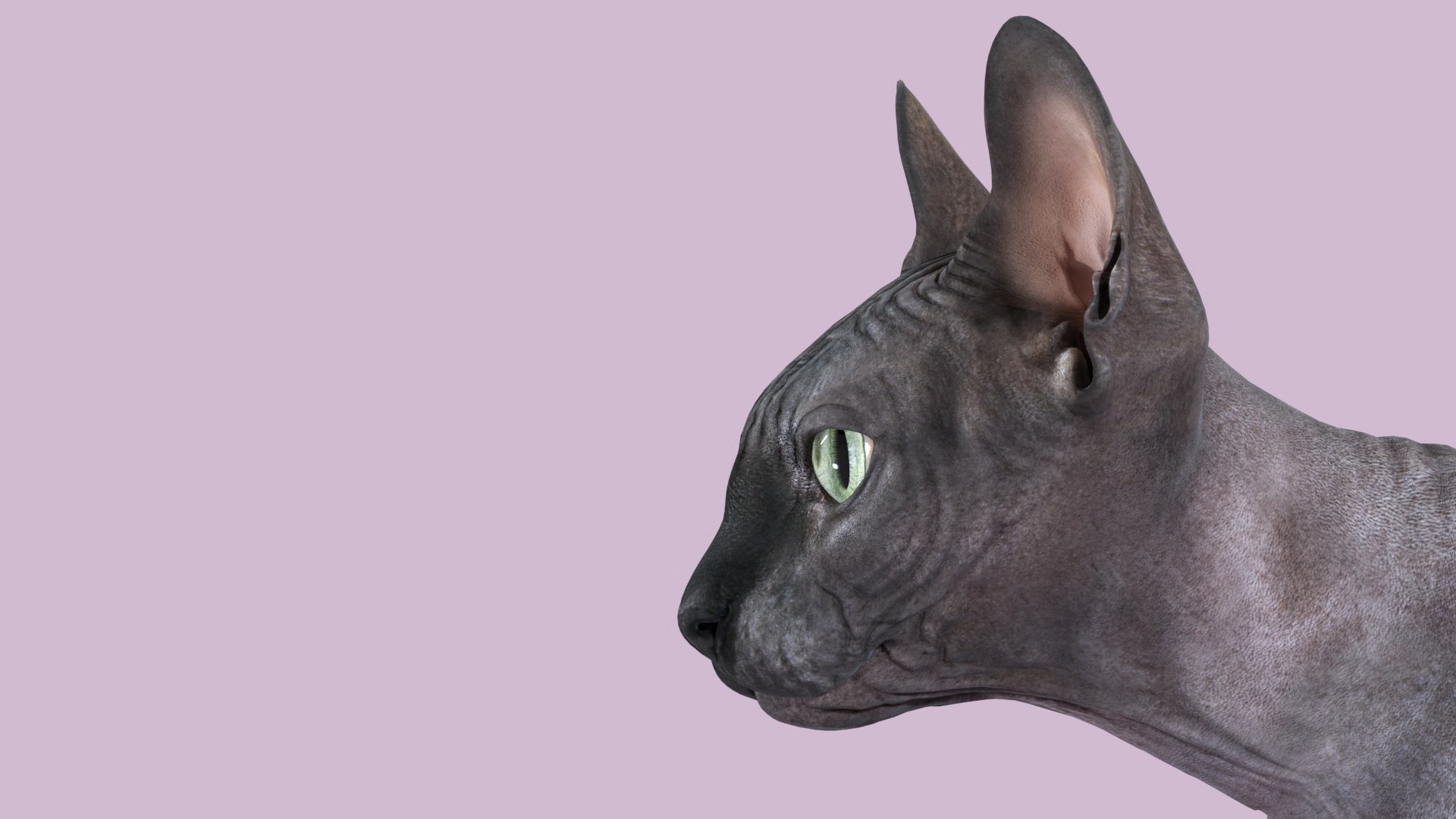 Sphynx Cat Walking Pose Model - TurboSquid 1664994