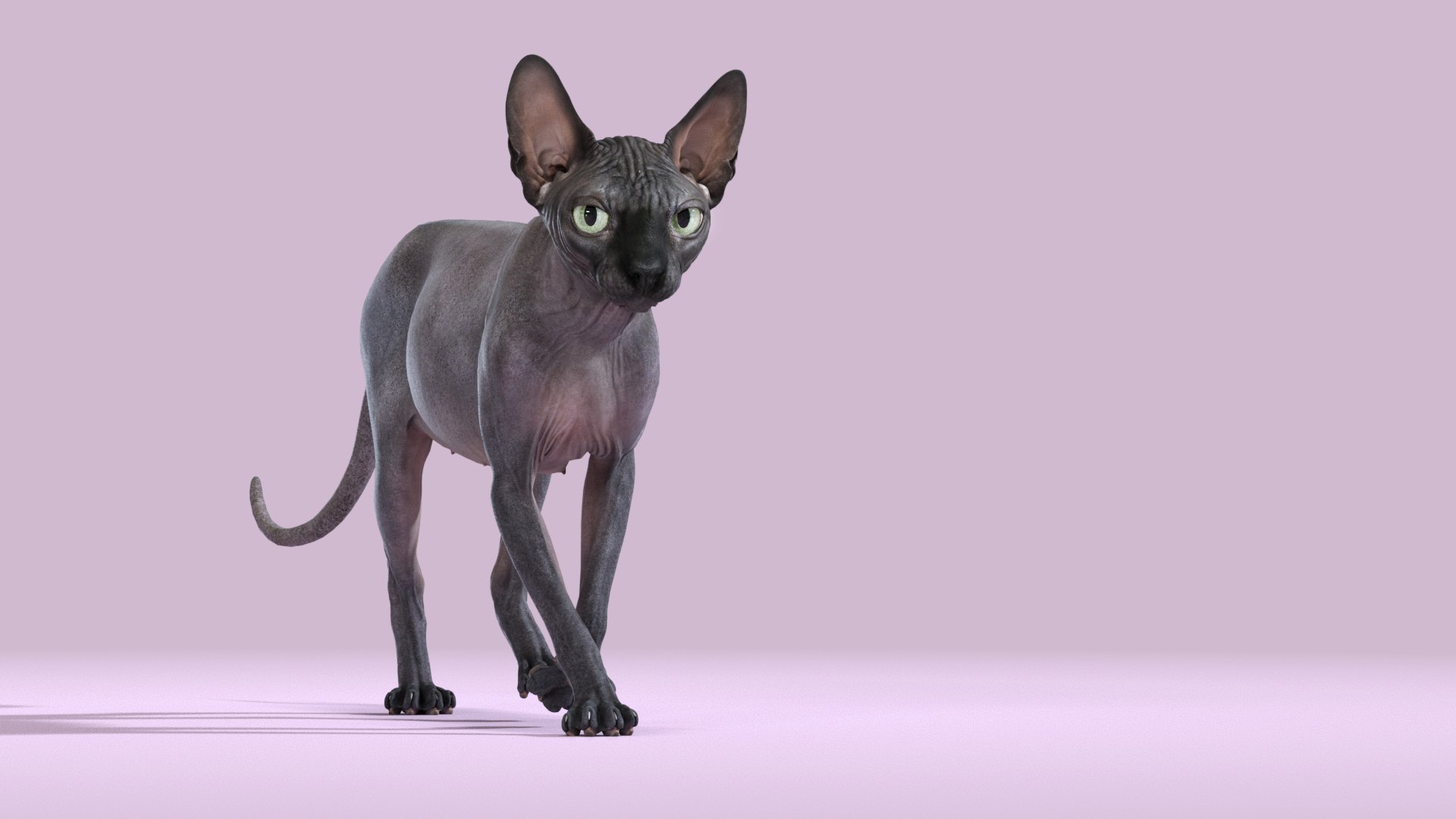 Sphynx Cat Walking Pose Model - TurboSquid 1664994