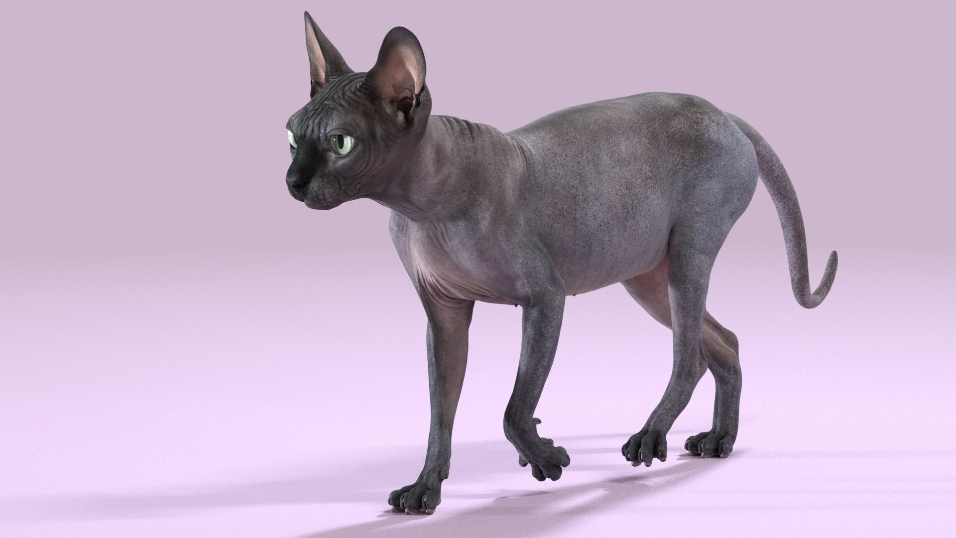 Sphynx Cat Walking Pose Model - TurboSquid 1664994