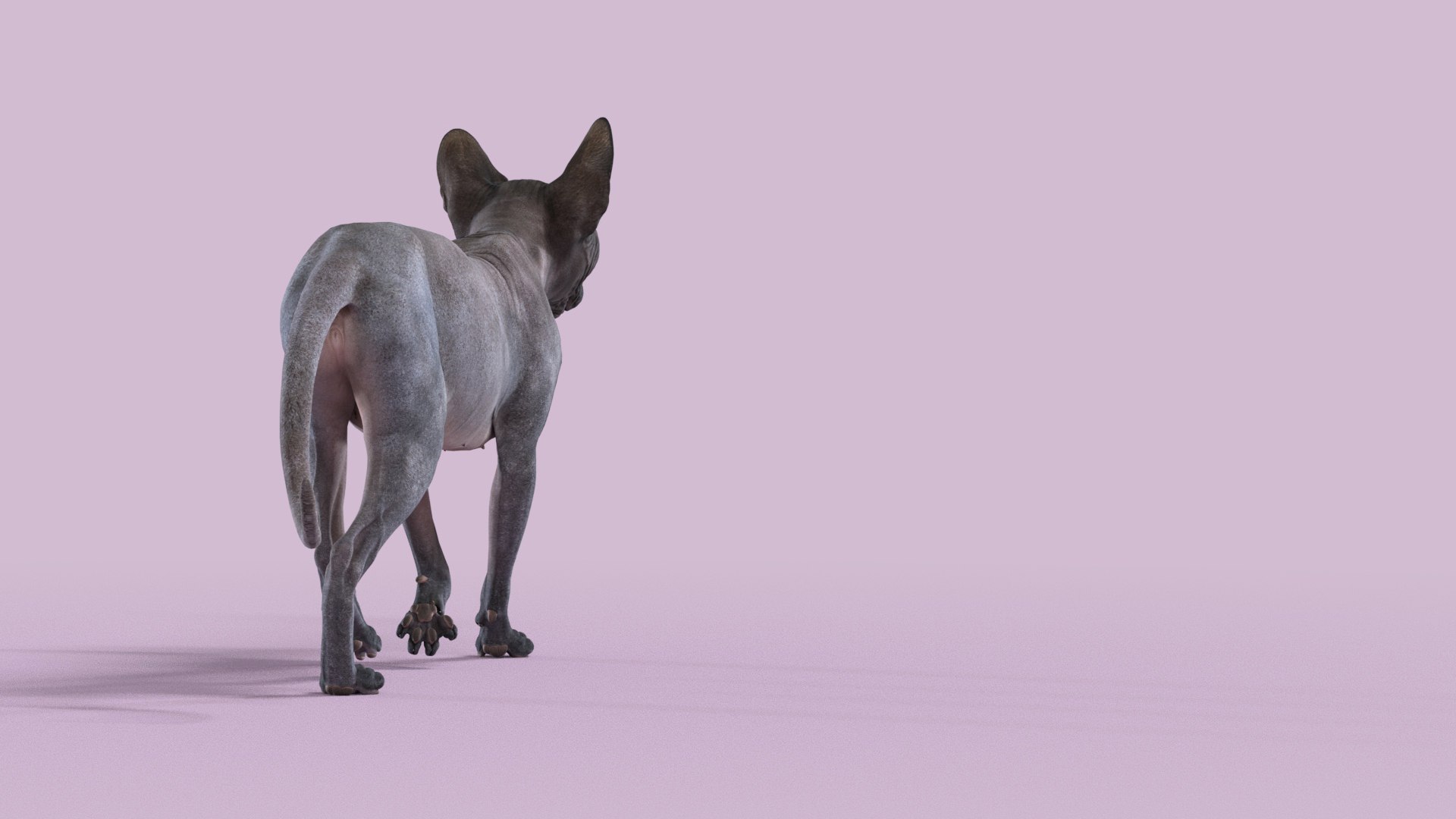 Sphynx Cat Walking Pose Model - TurboSquid 1664994