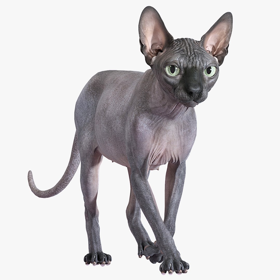 Sphynx cat walking pose model - TurboSquid 1664994