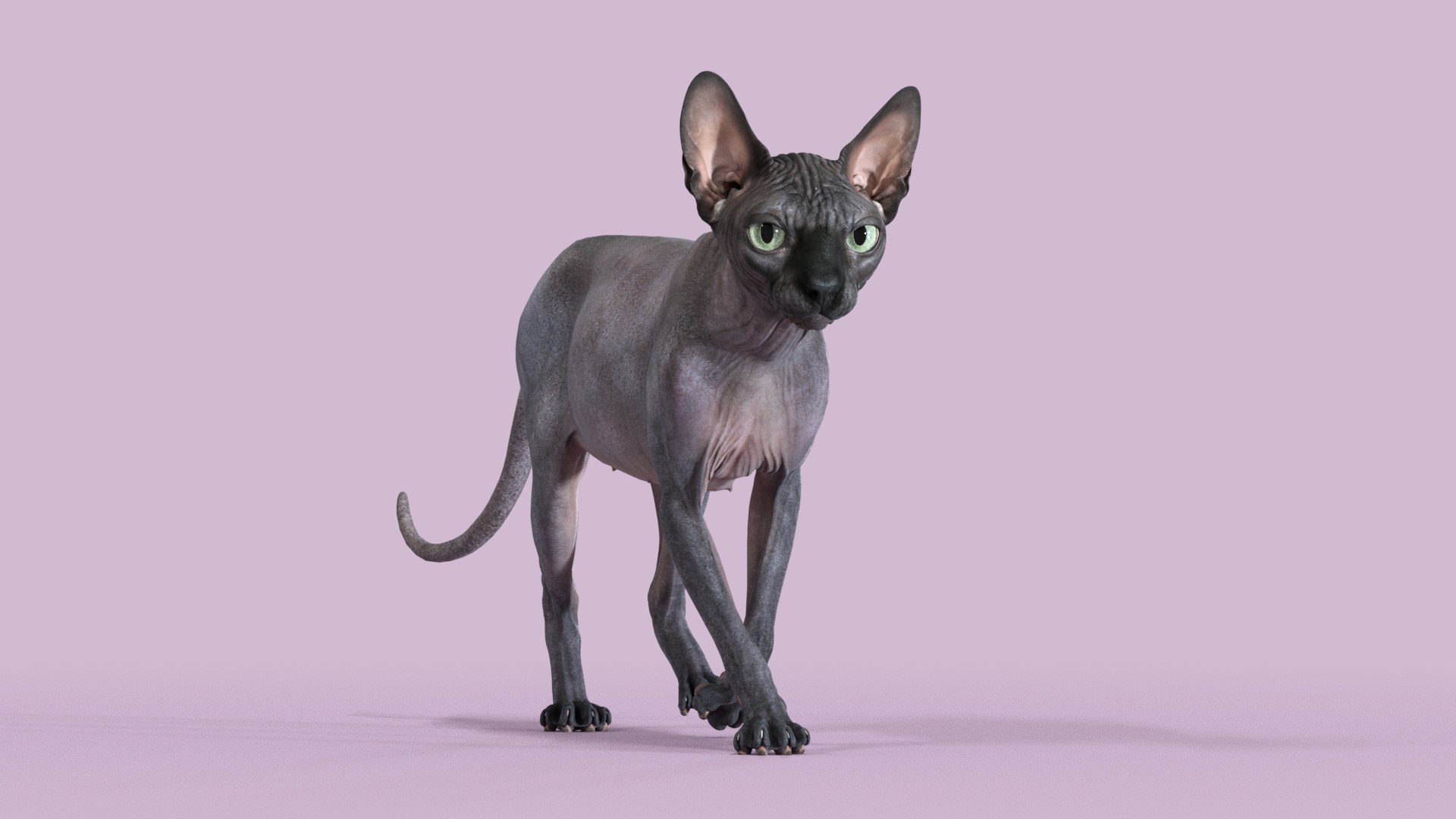 Sphynx cat walking pose model - TurboSquid 1664994