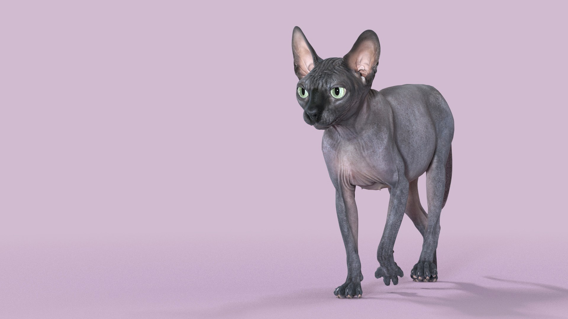 Sphynx Cat Walking Pose Model - TurboSquid 1664994