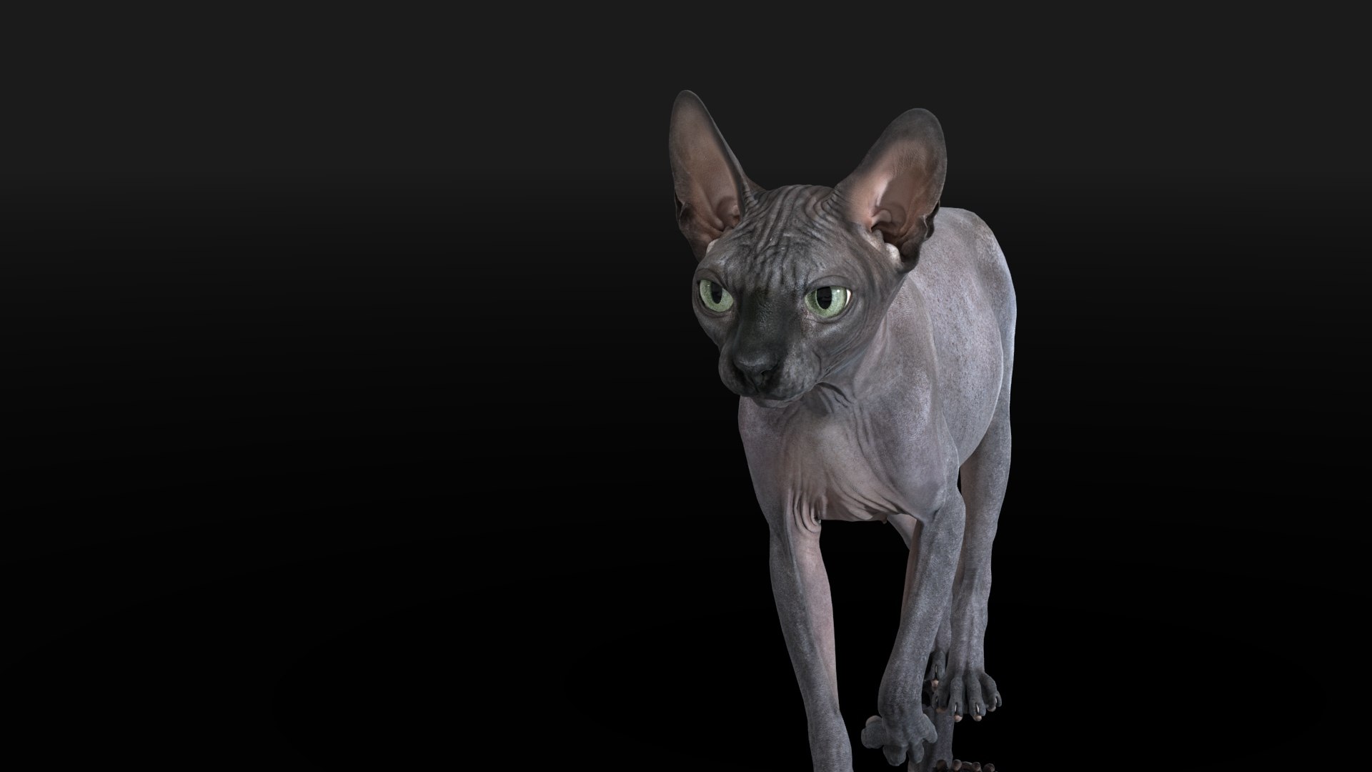 Sphynx Cat Walking Pose Model - TurboSquid 1664994