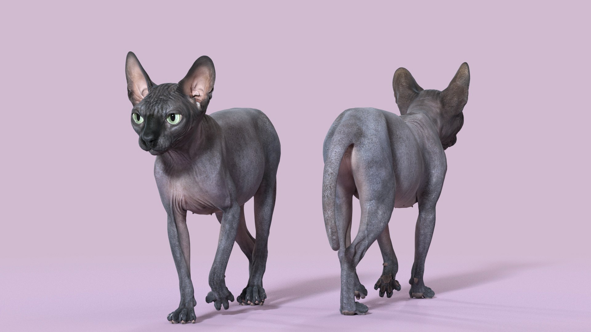 Sphynx Cat Walking Pose Model - TurboSquid 1664994