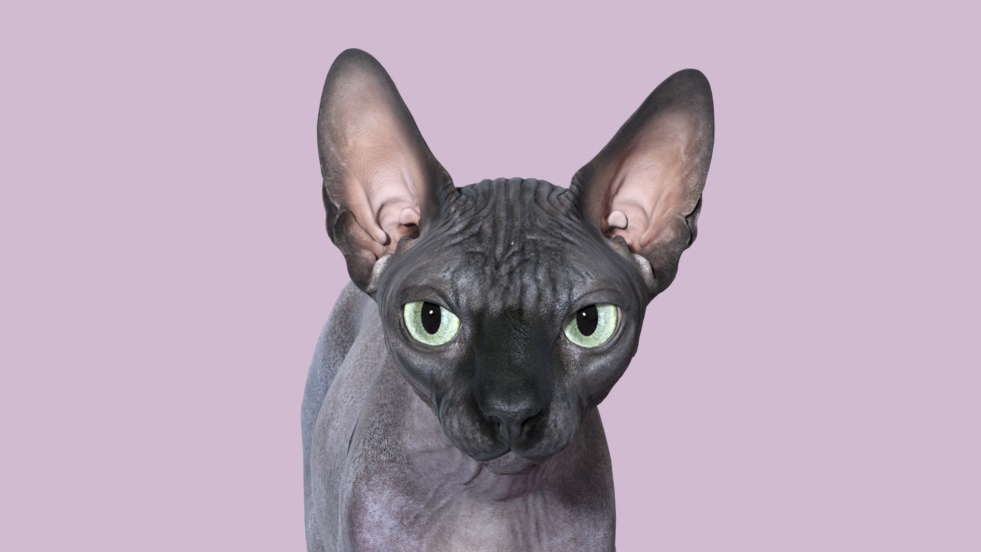 Sphynx Cat Walking Pose Model - TurboSquid 1664994