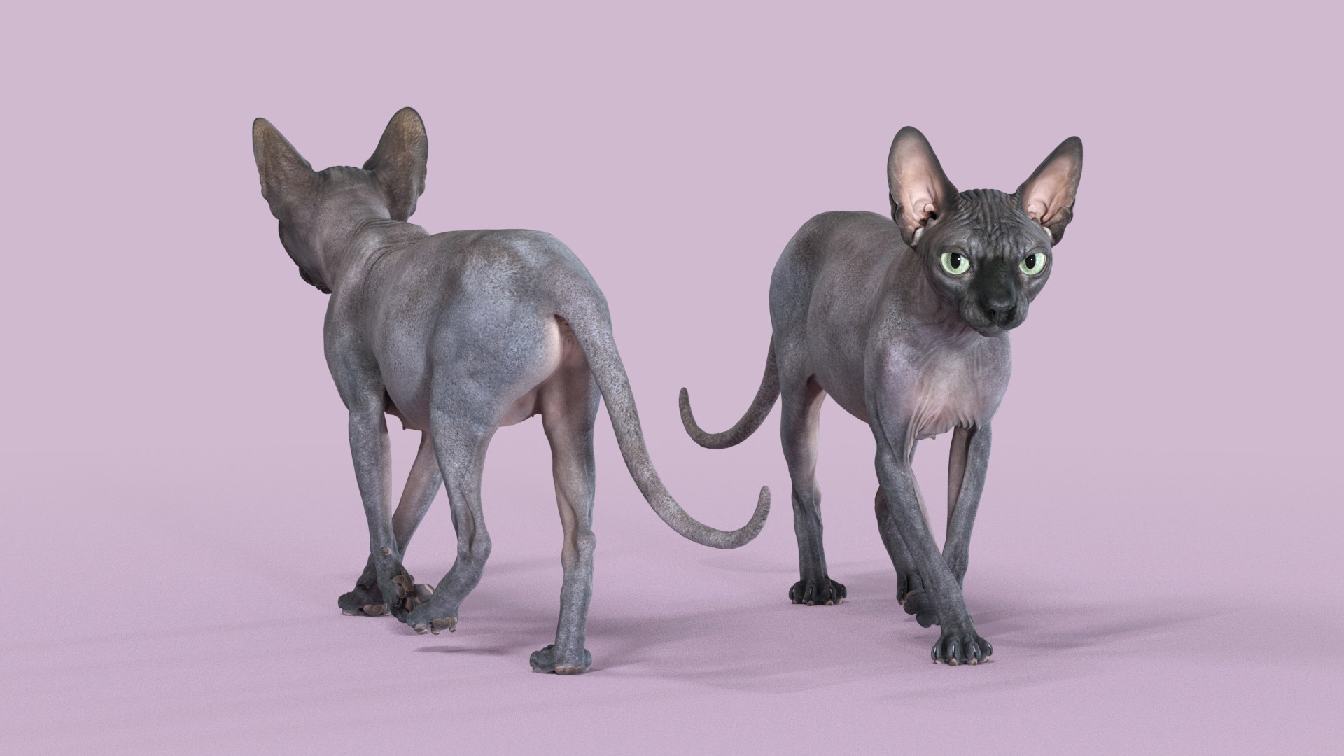 Sphynx Cat Walking Pose Model - TurboSquid 1664994
