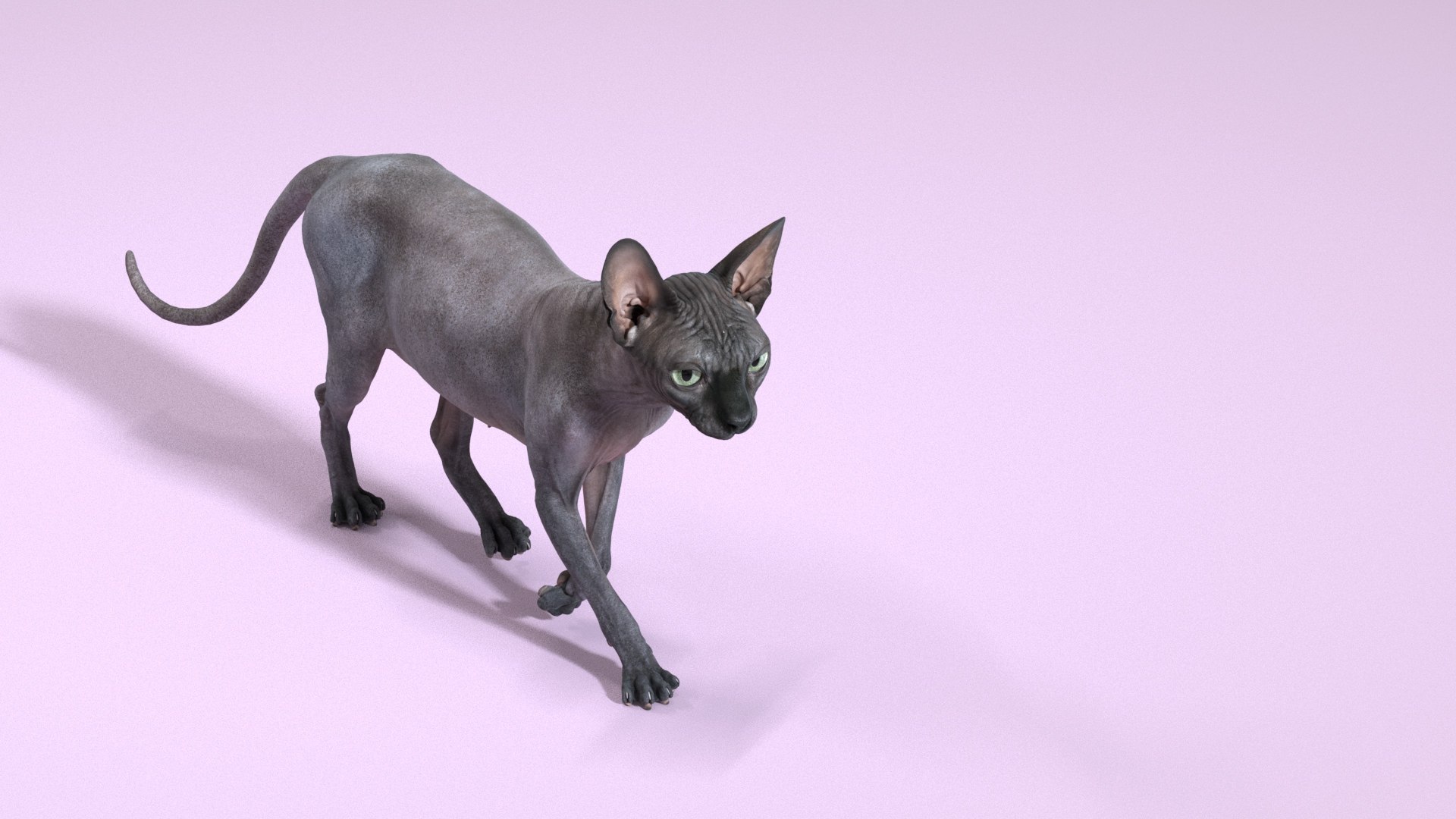 Sphynx Cat Walking Pose Model - TurboSquid 1664994