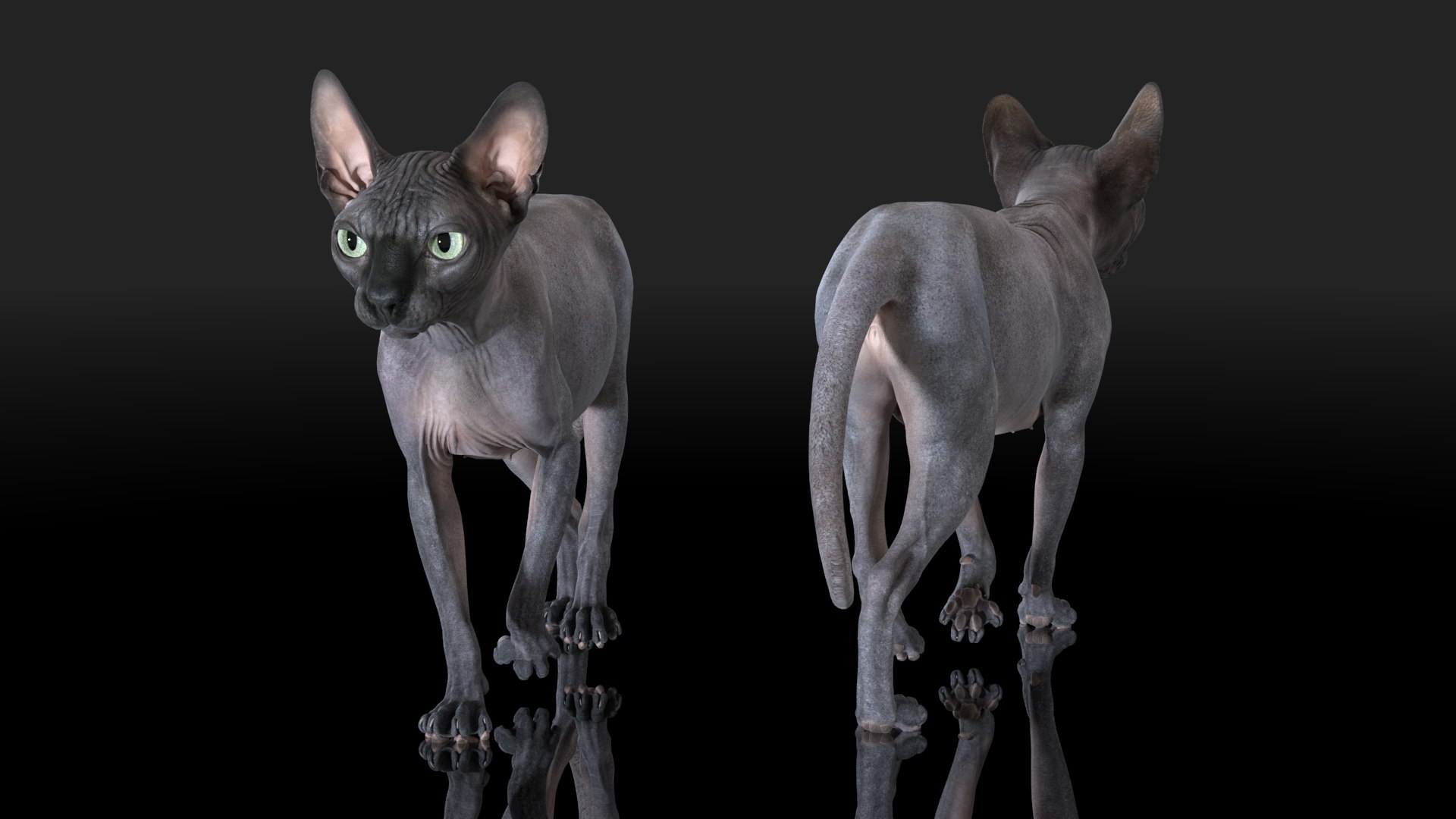 Sphynx Cat Walking Pose Model - TurboSquid 1664994