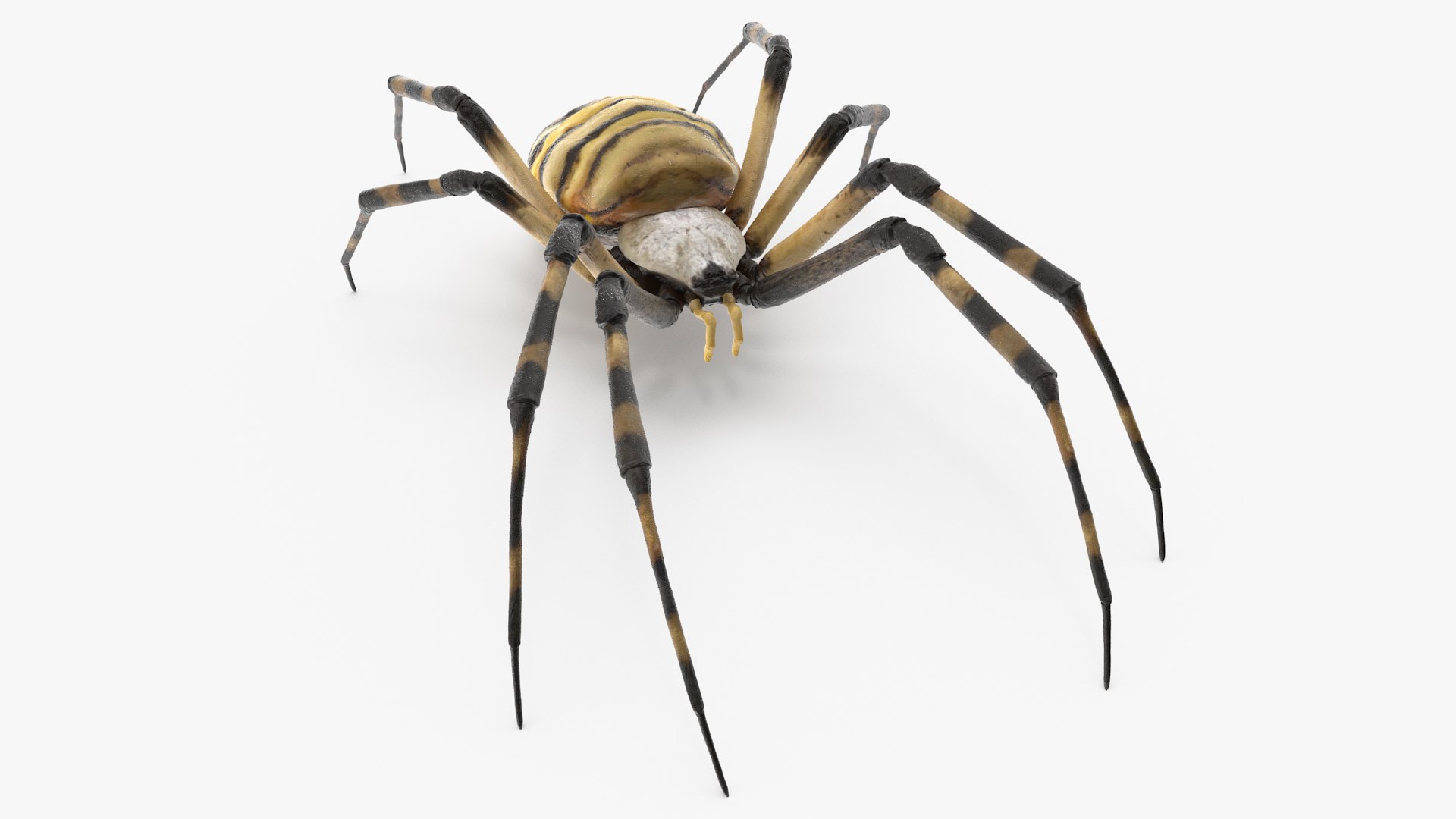 Argiope Trifasciata Spider Rigged model - TurboSquid 1956028
