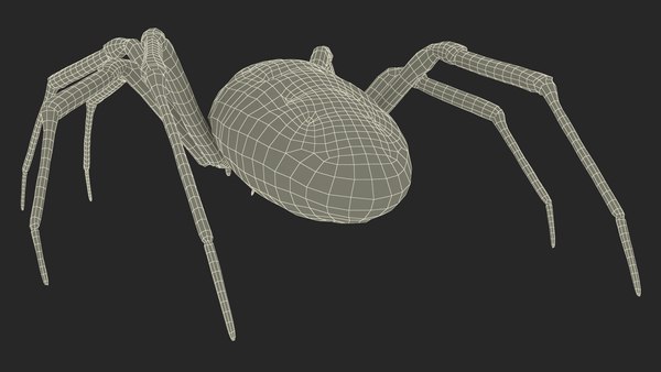 Argiope Trifasciata Spider Rigged model - TurboSquid 1956028