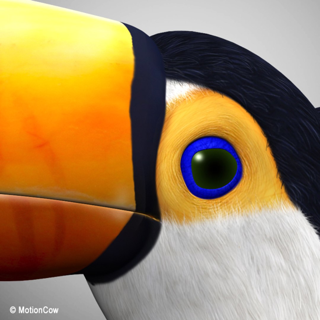 C4d Realistic Flying Toucan