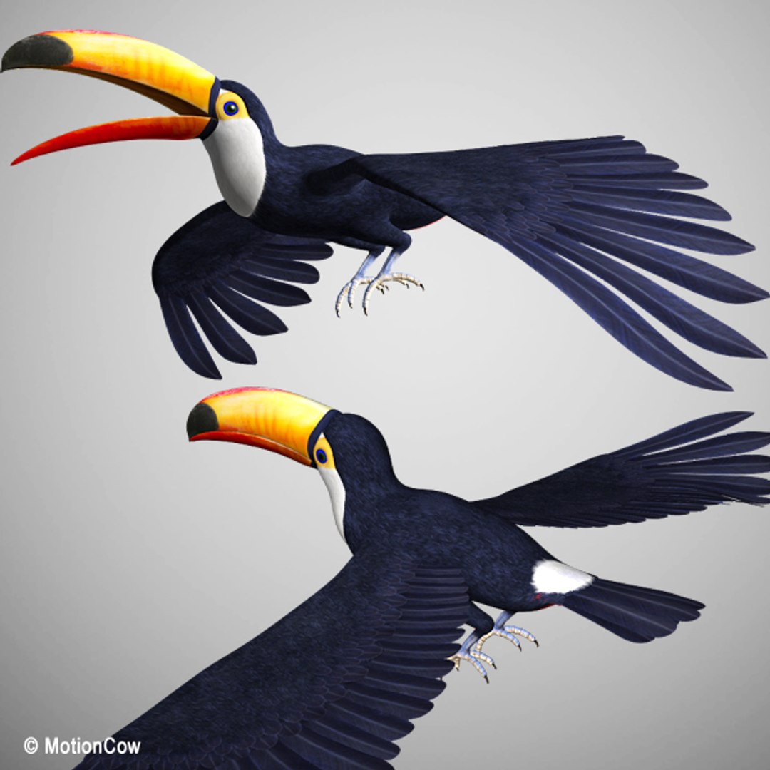 C4d Realistic Flying Toucan