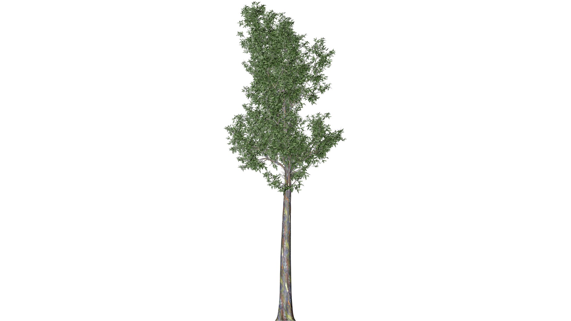3D Rainbow Gum Tree - 01 - - TurboSquid 2377632