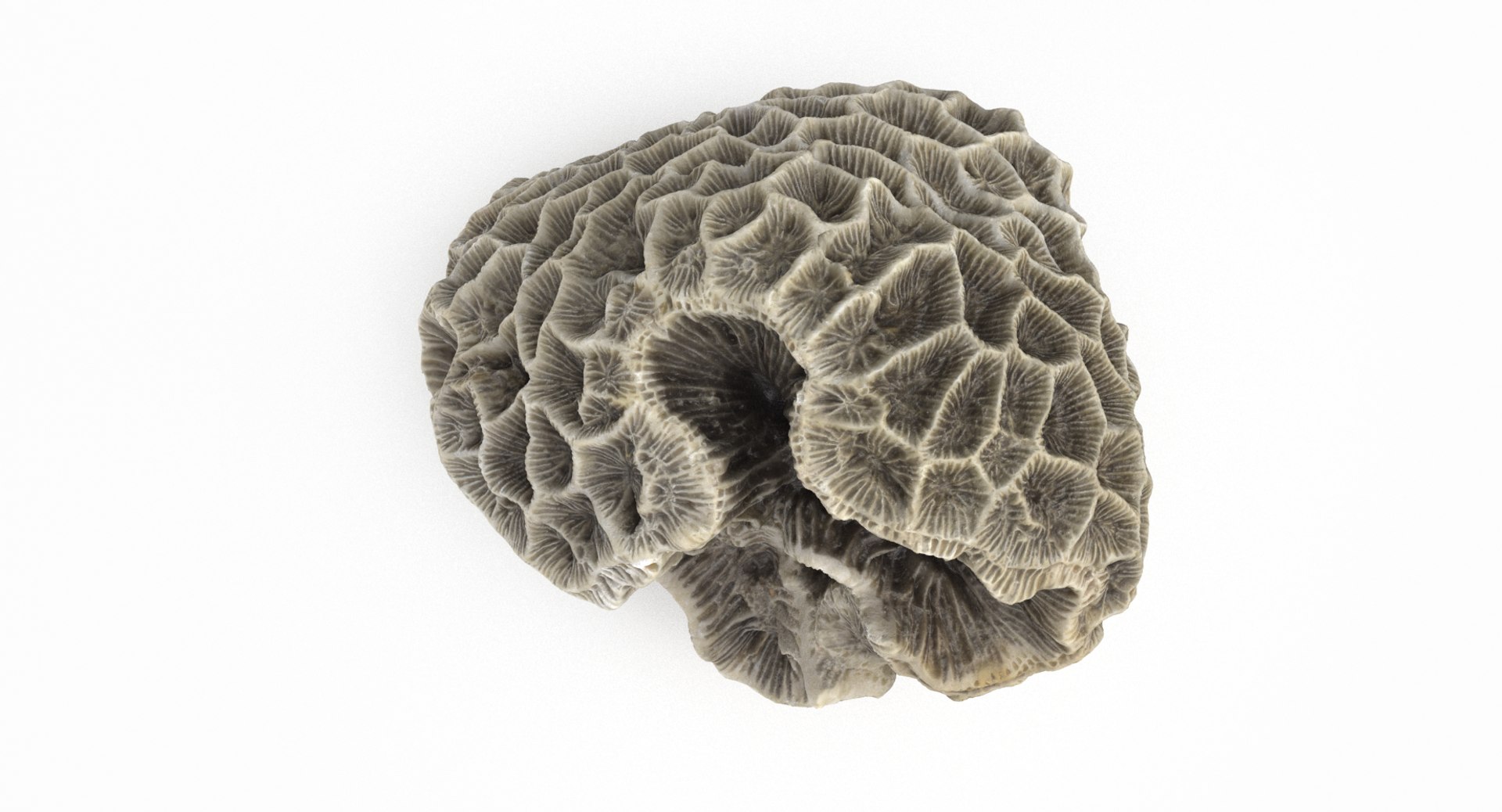 3D Brain Coral - TurboSquid 1279168