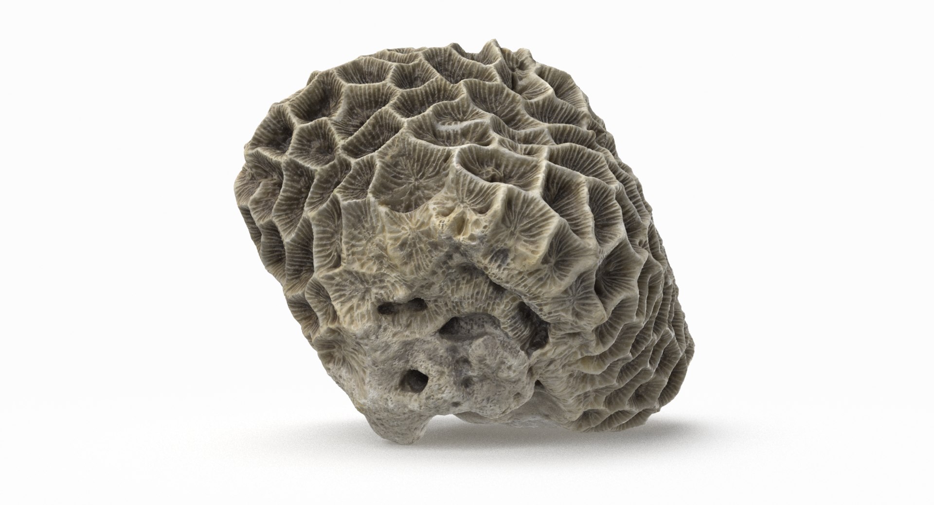 3D Brain Coral - TurboSquid 1279168