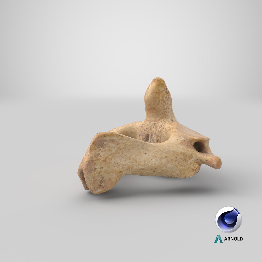 axis vertebra 3d