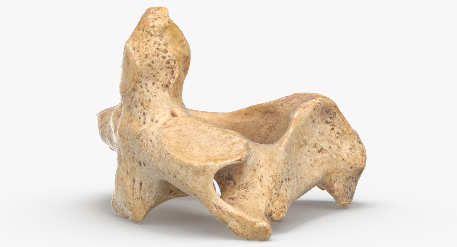 Cervical Vertebrae C2 Axis 3D Model - TurboSquid 1520453