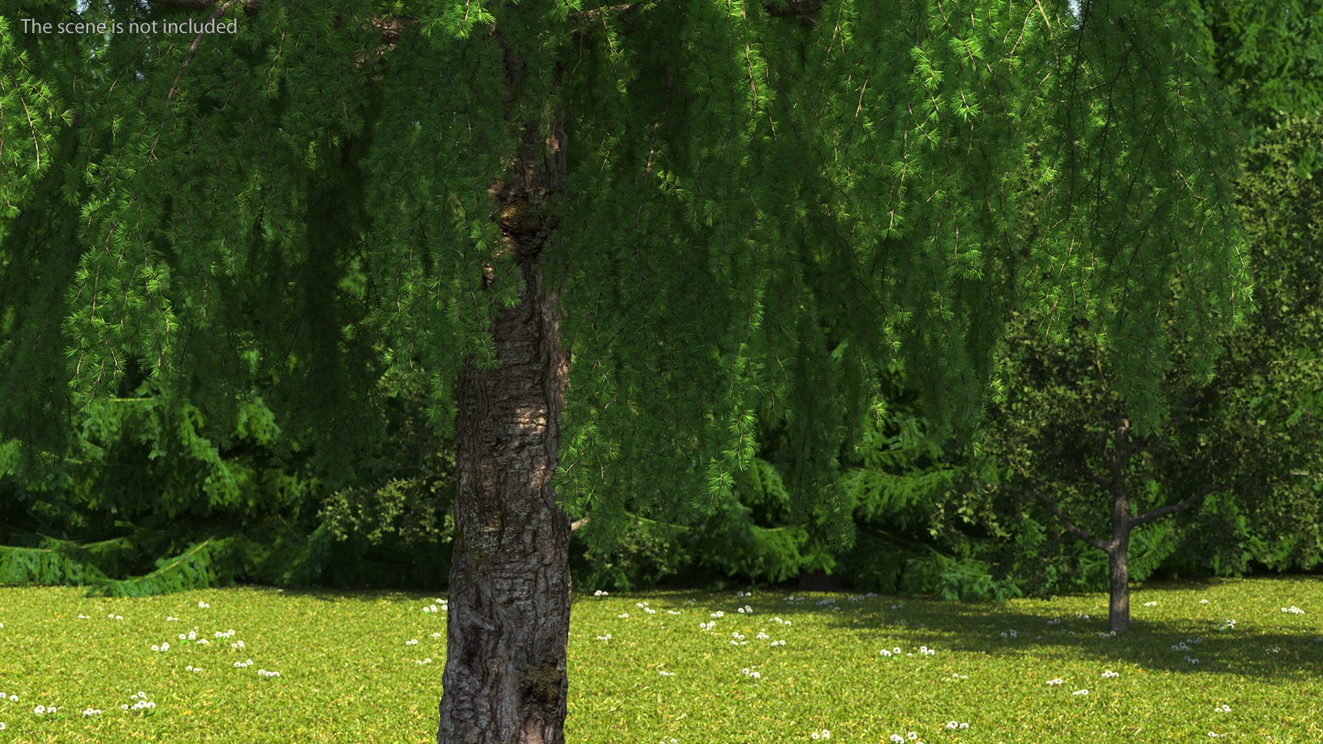 Tall Larch Tree Green 3D Model - TurboSquid 1860951