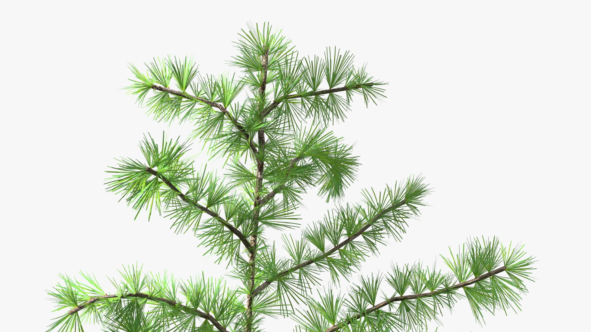 Tall Larch Tree Green 3D model - TurboSquid 1860951