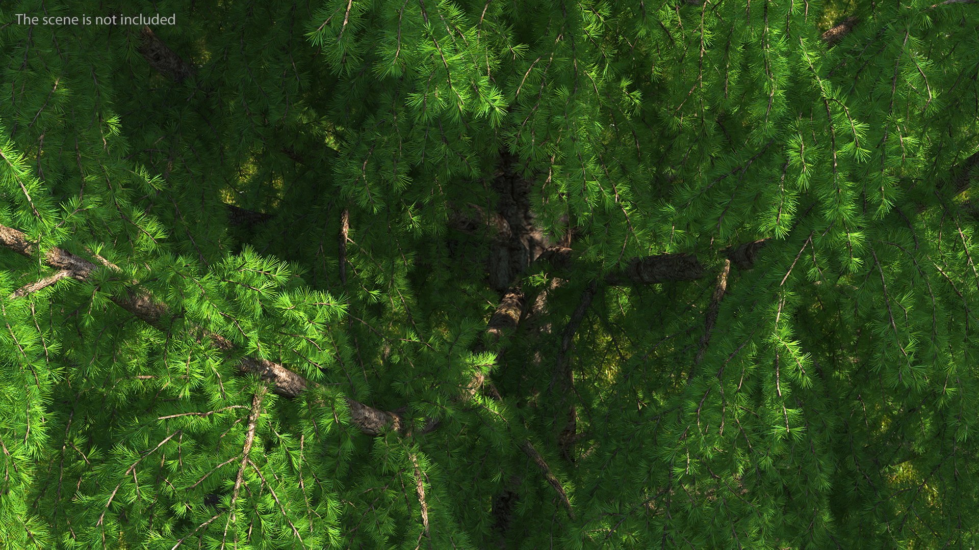 Tall Larch Tree Green 3D Model - TurboSquid 1860951