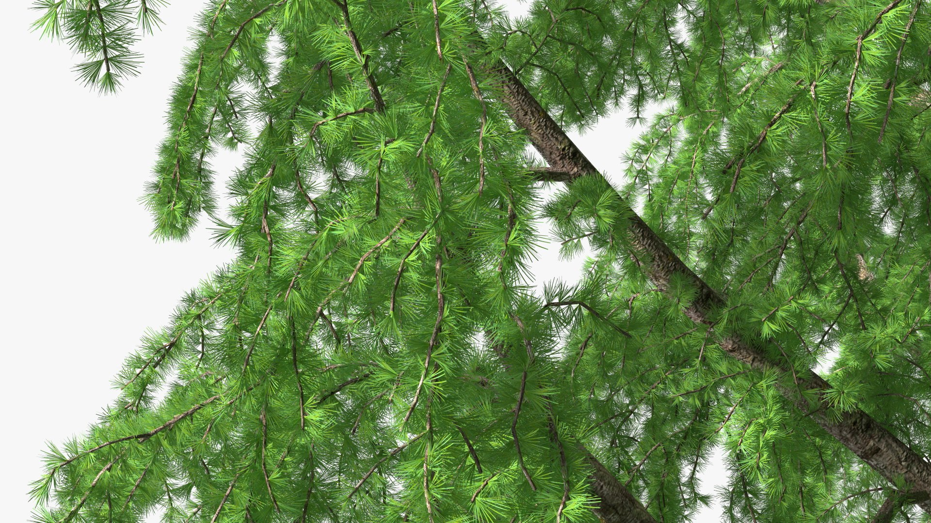 Tall Larch Tree Green 3D model - TurboSquid 1860951