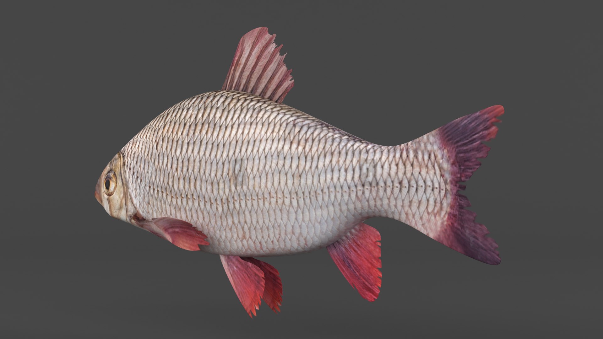 Freshwater Fish Model - TurboSquid 2008212