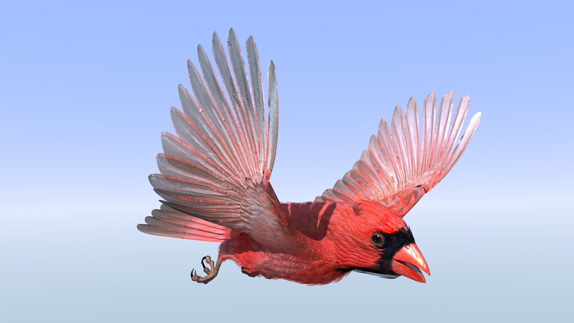 Cardinal rigged fly 3D model - TurboSquid 1633340