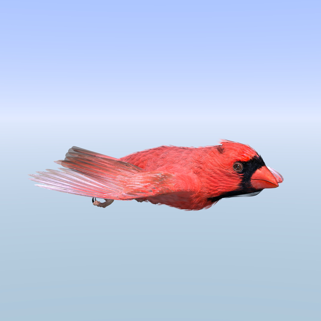 Cardinal rigged fly 3D model - TurboSquid 1633340