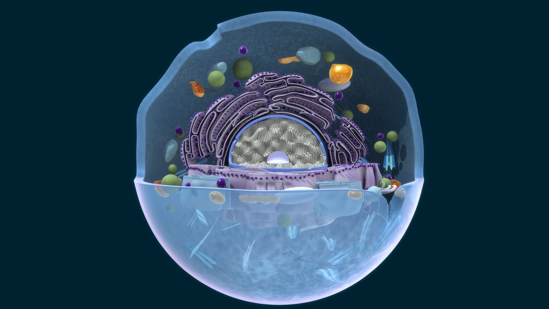 3D Animal Cell - TurboSquid 1792318