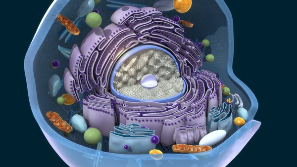 Realistic Animal Cell