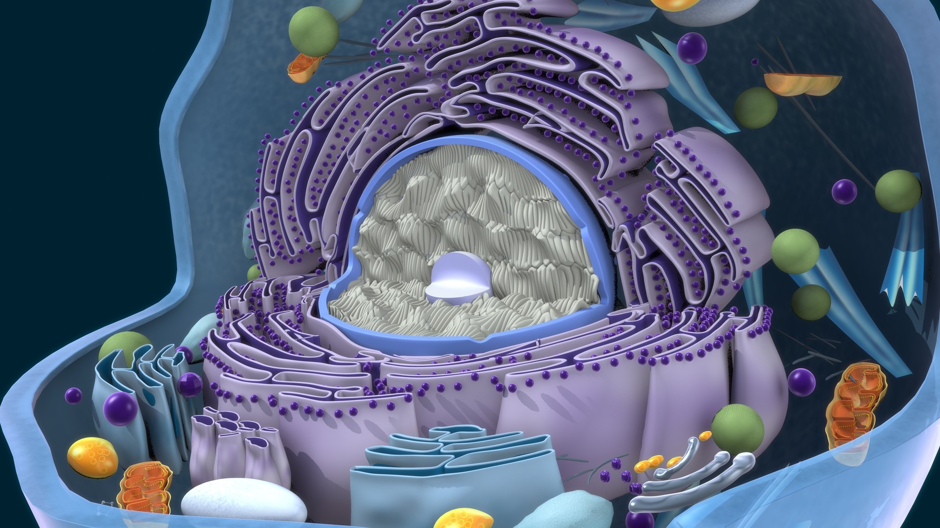 3D Animal Cell - TurboSquid 1792318