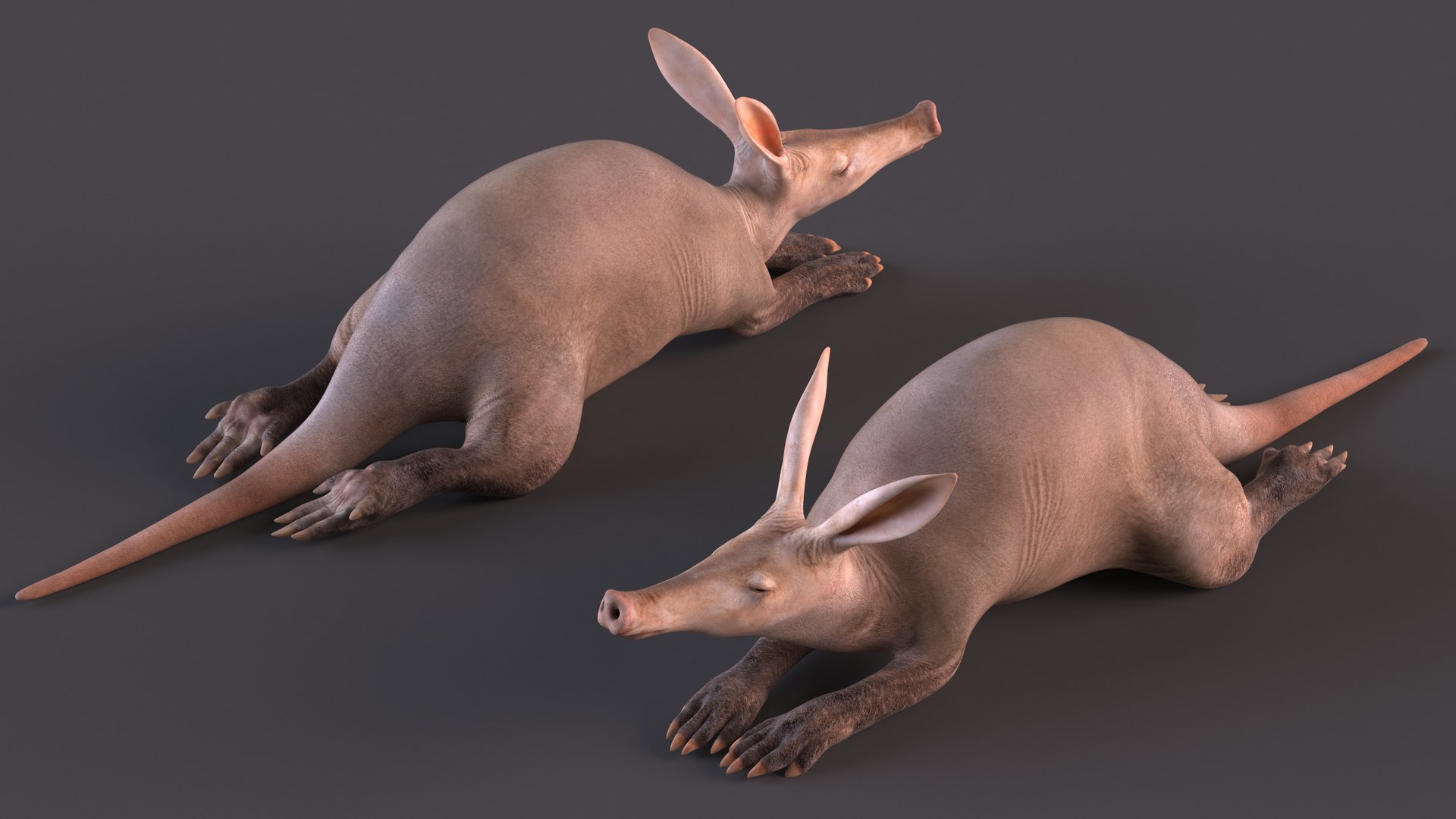 African Animal Aardvark Lying Pose Model - TurboSquid 2180872