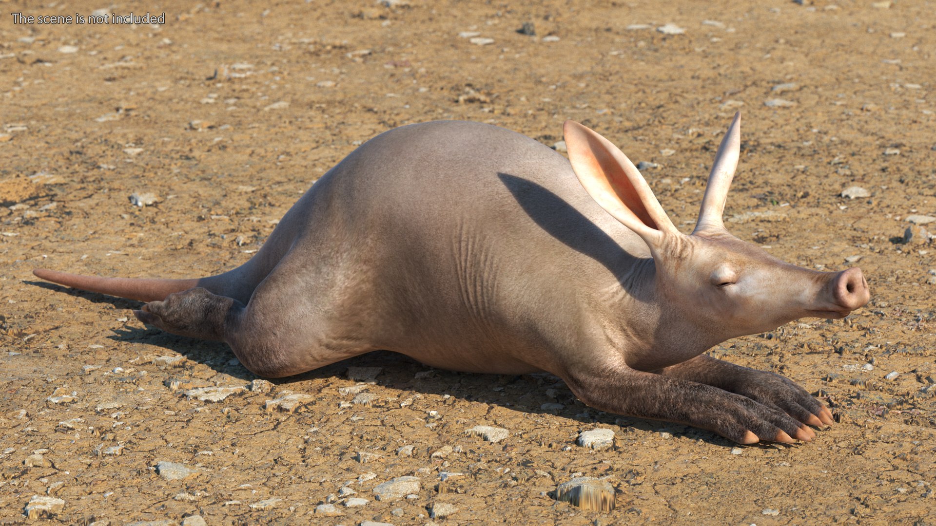 African Animal Aardvark Lying Pose Model - TurboSquid 2180872