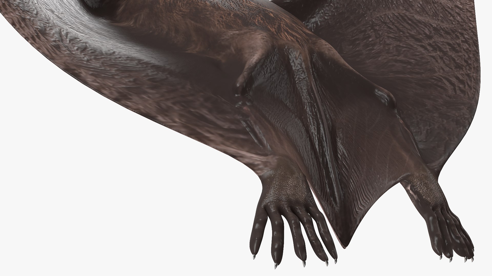 Flying Black Bat model - TurboSquid 1856444