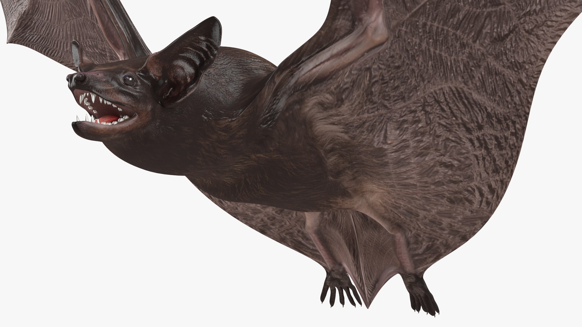 Flying Black Bat model - TurboSquid 1856444