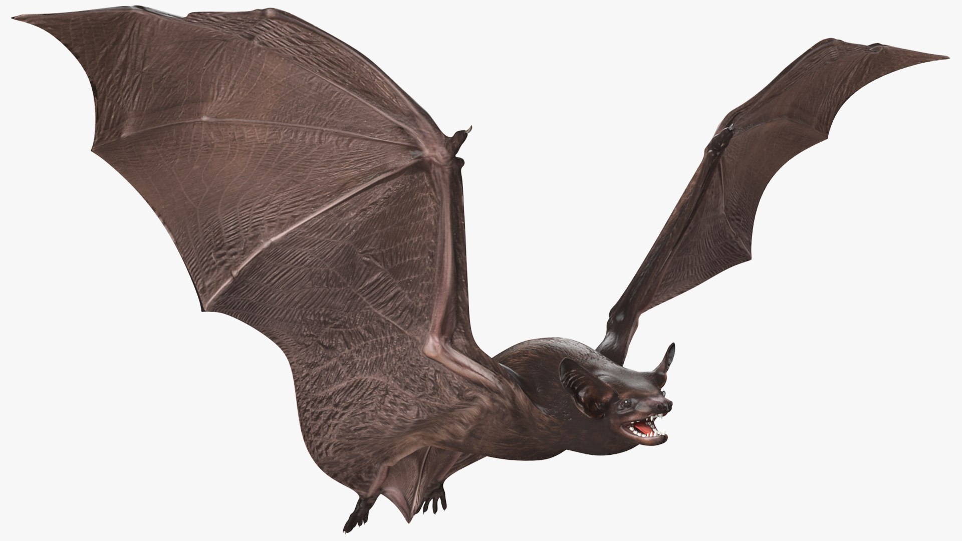 Flying Black Bat model - TurboSquid 1856444