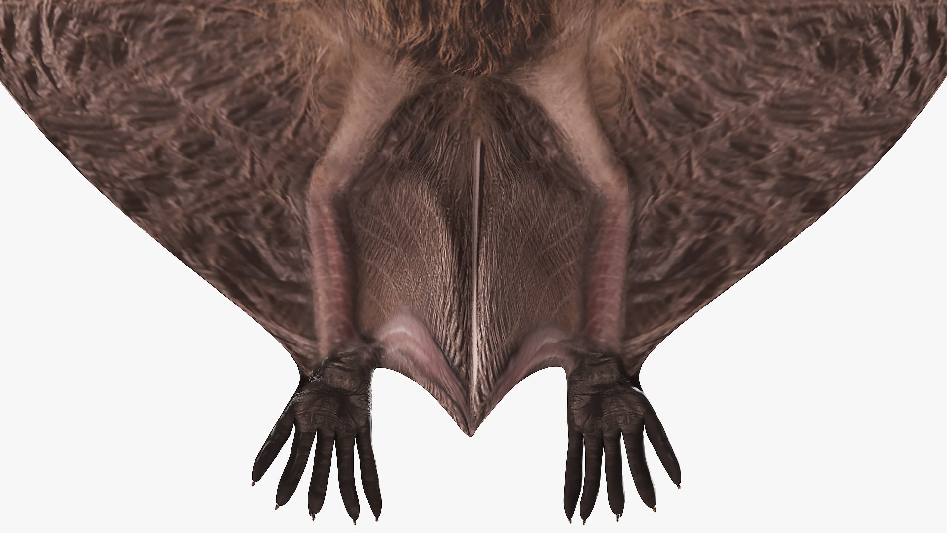 Flying Black Bat model - TurboSquid 1856444